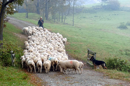 Sheep Herding German Shepherd Dogs Training