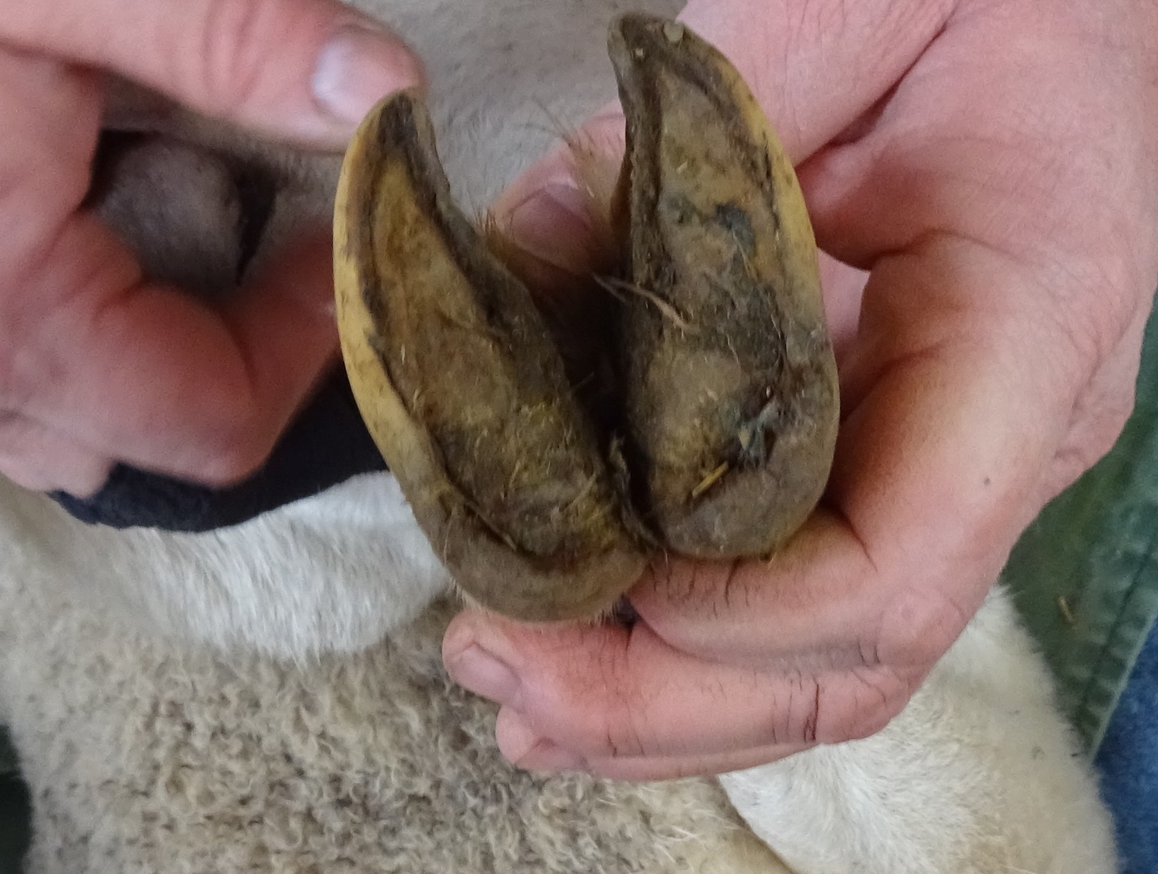 White Dorper Sheep at White Clover Sheep Farm – Raising Meaty Hair ...