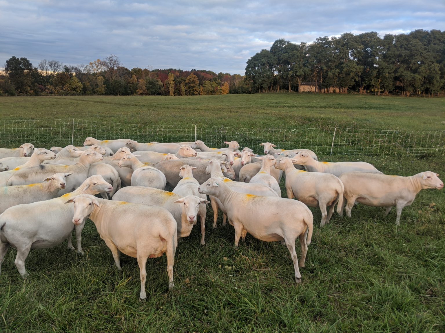 Breeding Stock – White Dorper Sheep at White Clover Sheep Farm